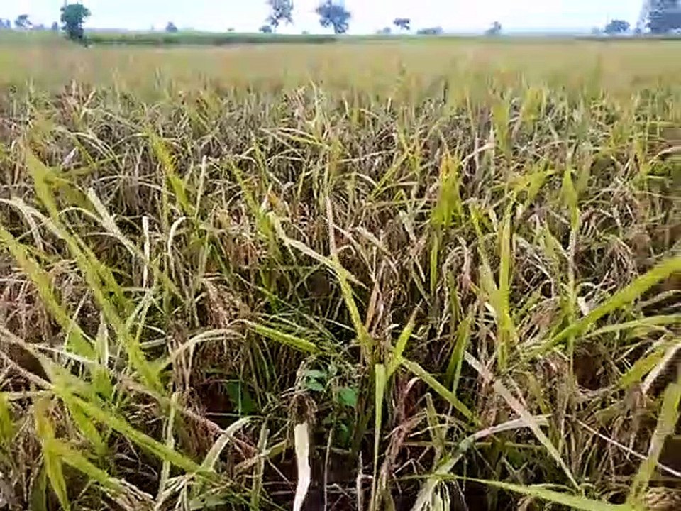Diseases on paddy crop - video Dailymotion