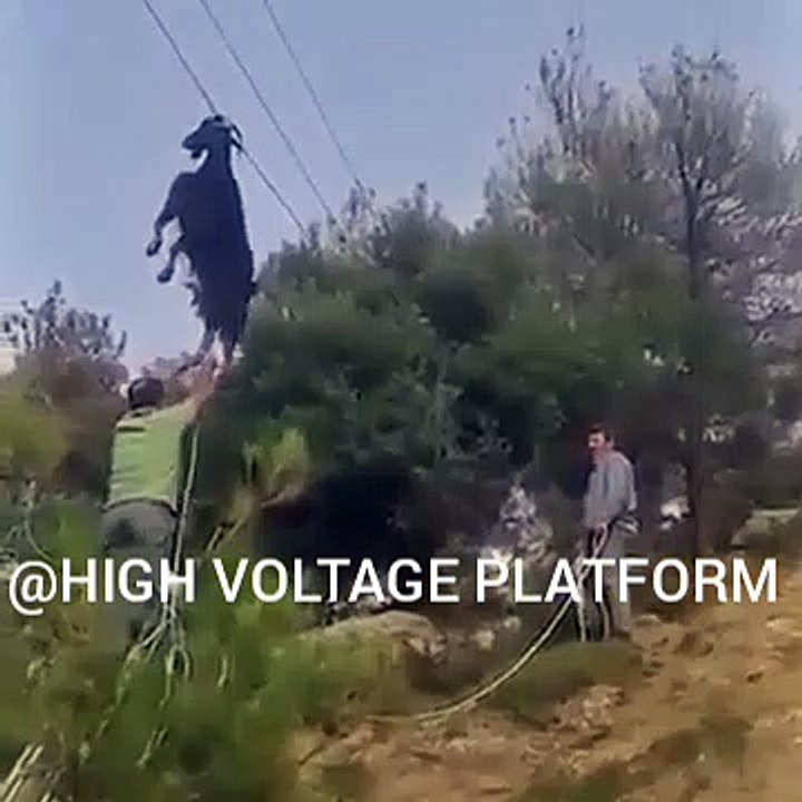gorgeous goat stuck in electrical wires - Dailymotion Video