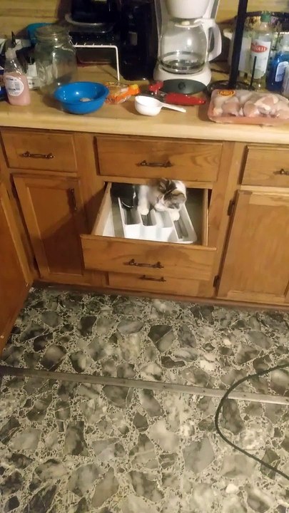 Gizmo Gets Herself Stuck in the Kitchen Drawer - video Dailymotion