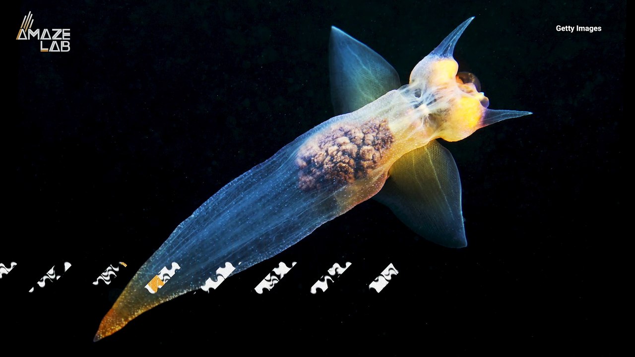 ‘Sea Angel’ Slugs Look Like Strange, Beautiful Space Aliens - video ...