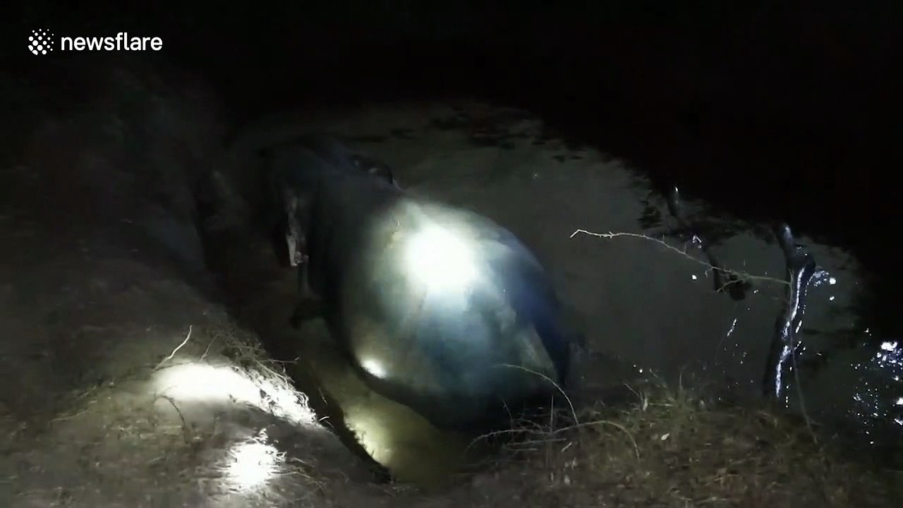Mother and baby elephant rescued after being stuck for two days in ...