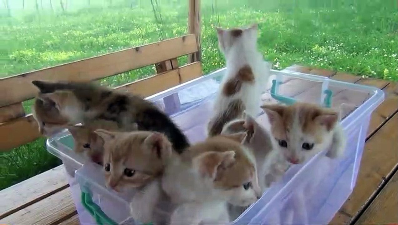 Gatitos bebés maullando - Vídeo Dailymotion