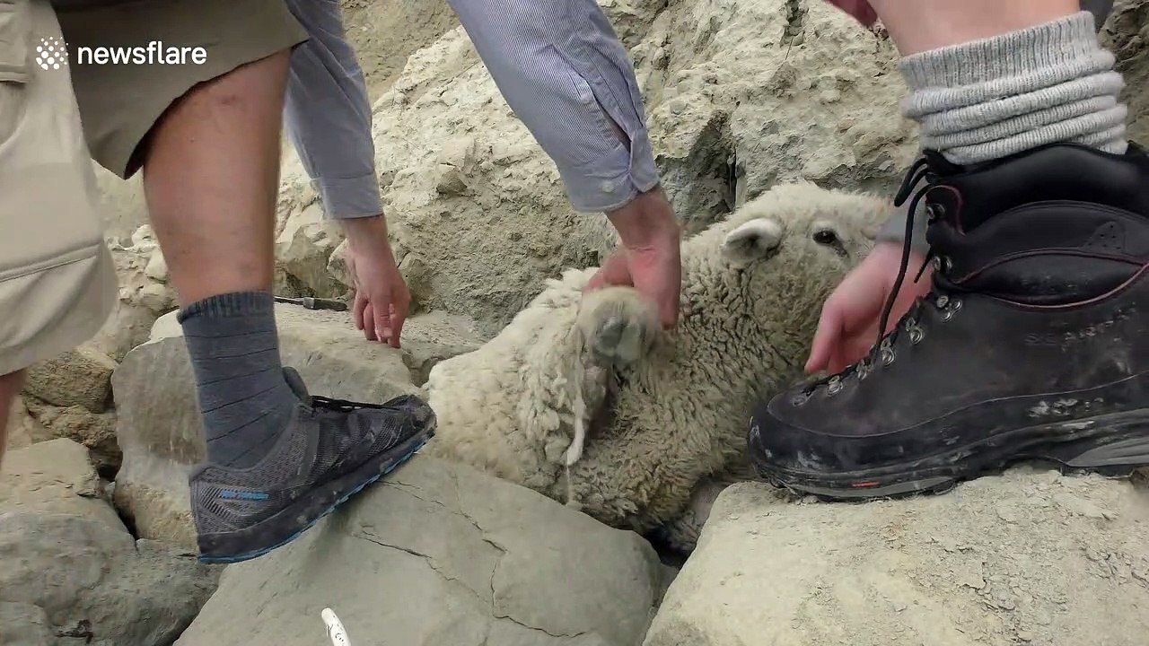 New Zealand duo rescue sheep trapped in rocks as they hunt for fossils ...