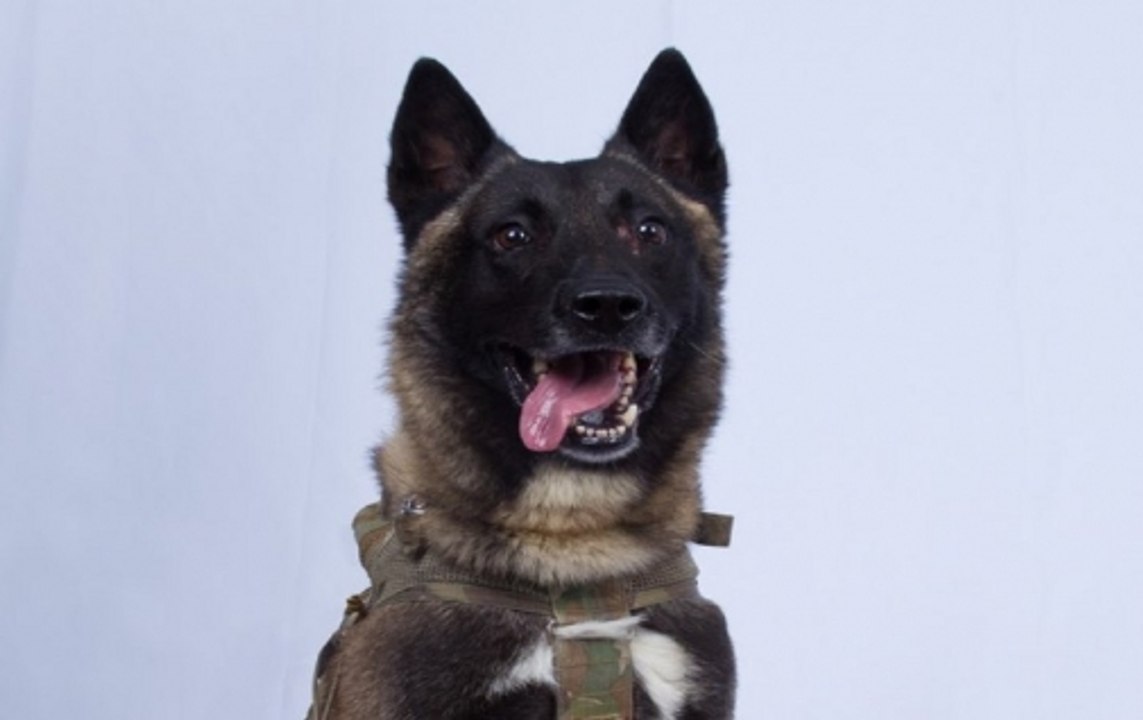 The Dog That Followed ISIS Leader Abu Bakr al-Baghdadi To Death - video ...