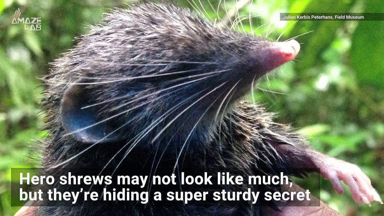 Scientists Scanned a Hero Shrew’s Spine and the Images are Crazy ...