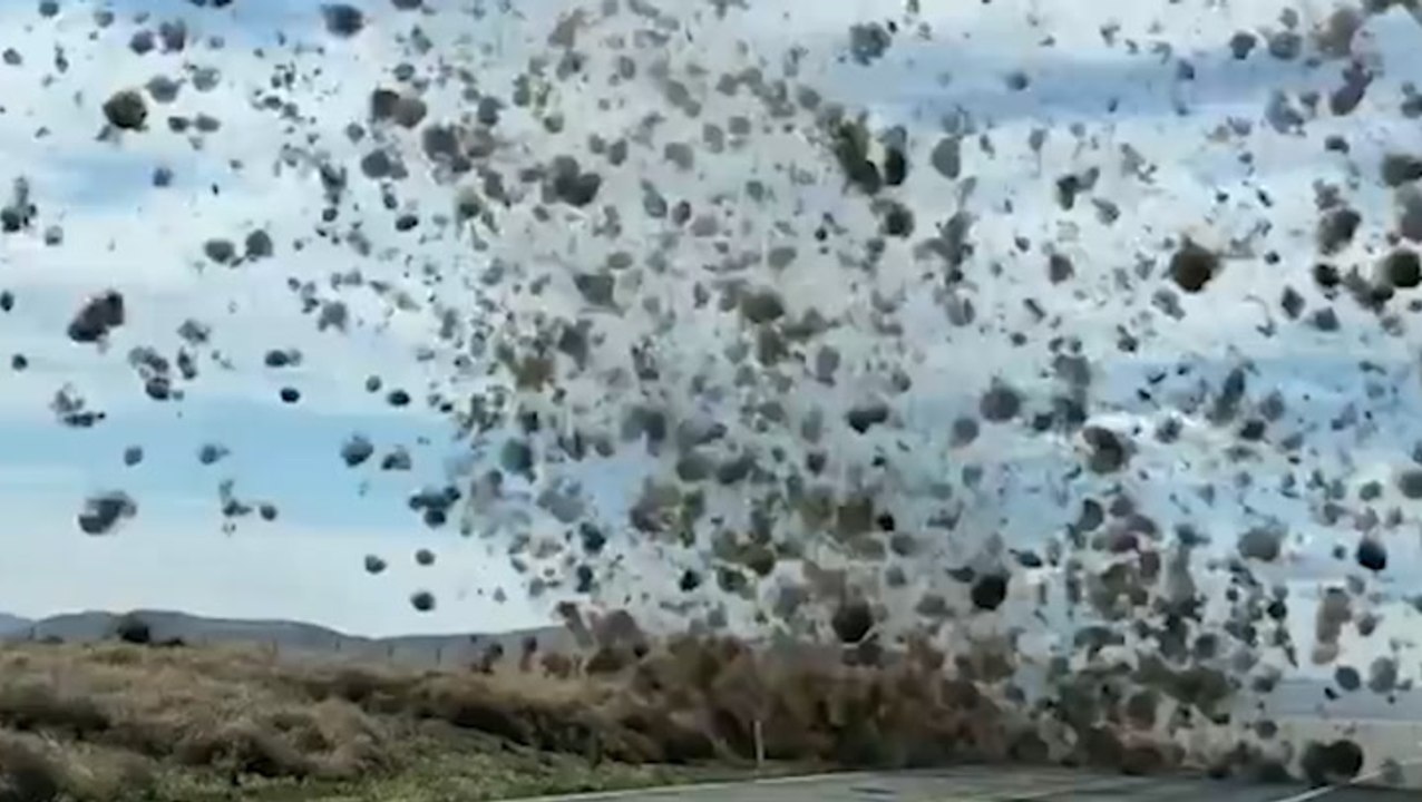 Who knew tumbleweeds could fly - video Dailymotion