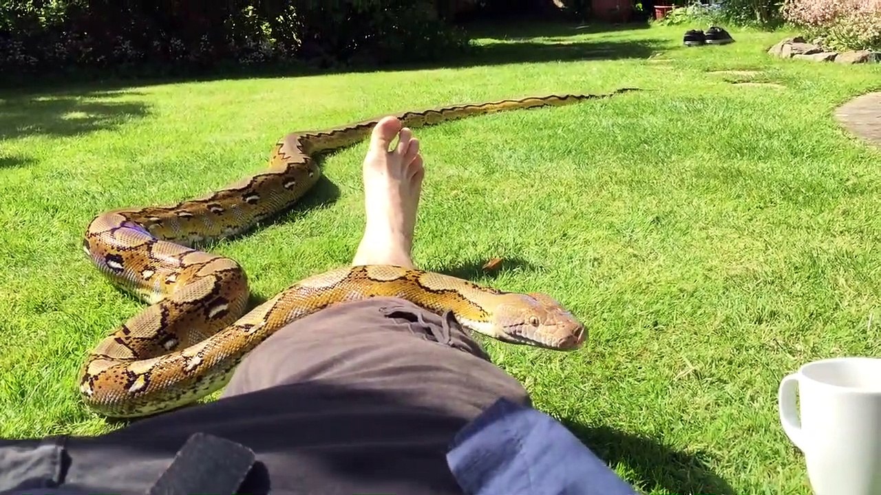 Les joies de bronzer dans le jardin avec son python de 7m - Vidéo ...