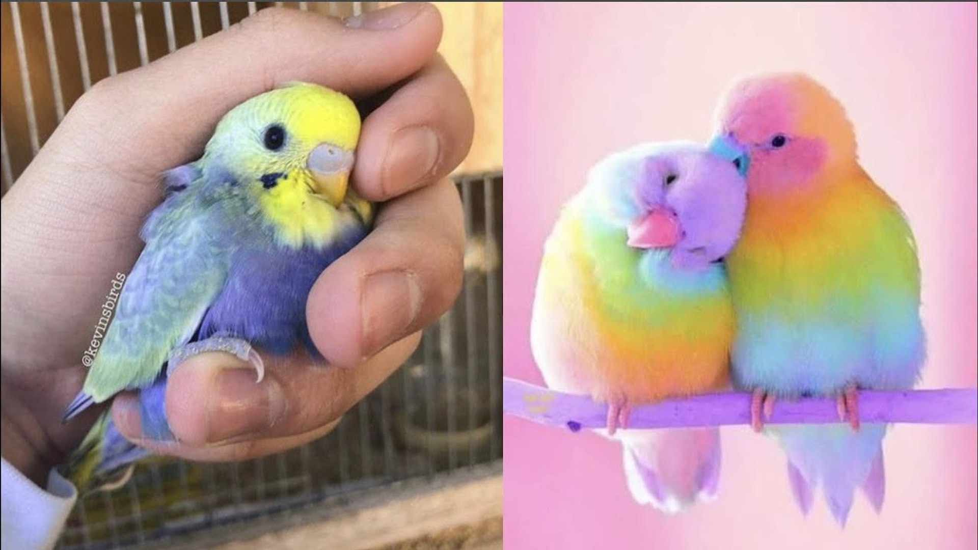 Cutest Parrot