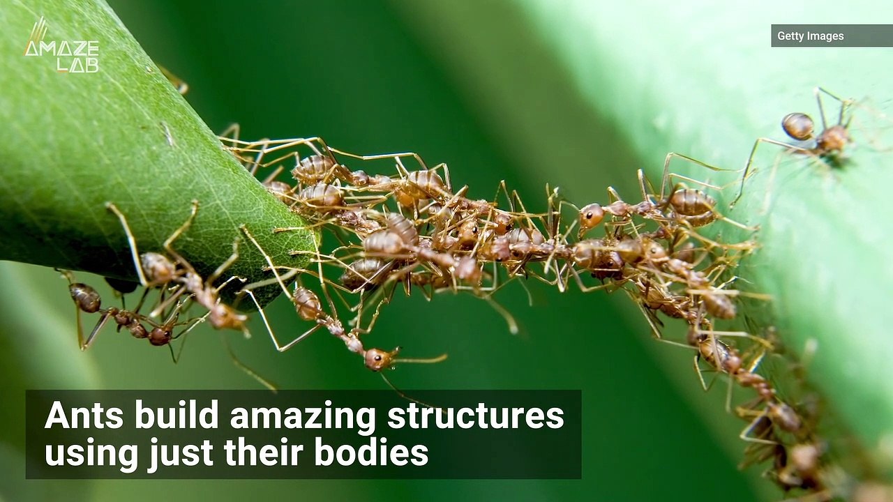 Ants Build Mind-Blowing Bridges Using Just their Bodies - video Dailymotion