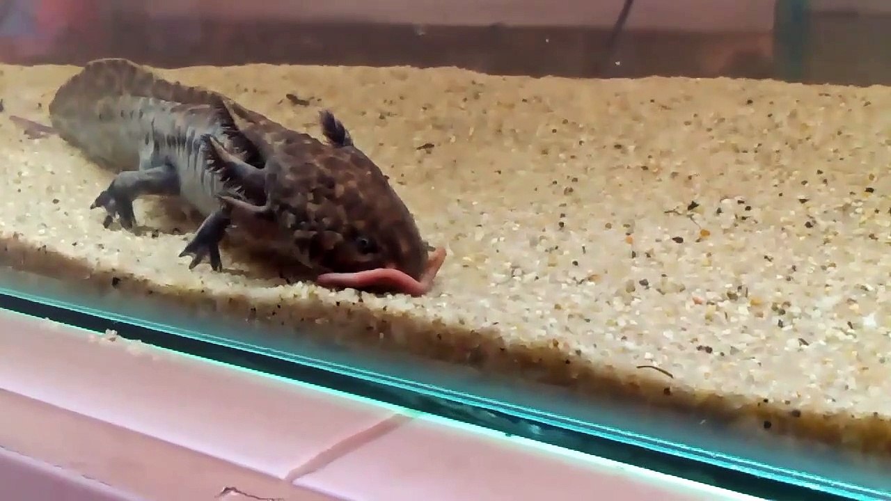 AJOLOTE COMIENDO EN CAMARA LENTA. - Vídeo Dailymotion