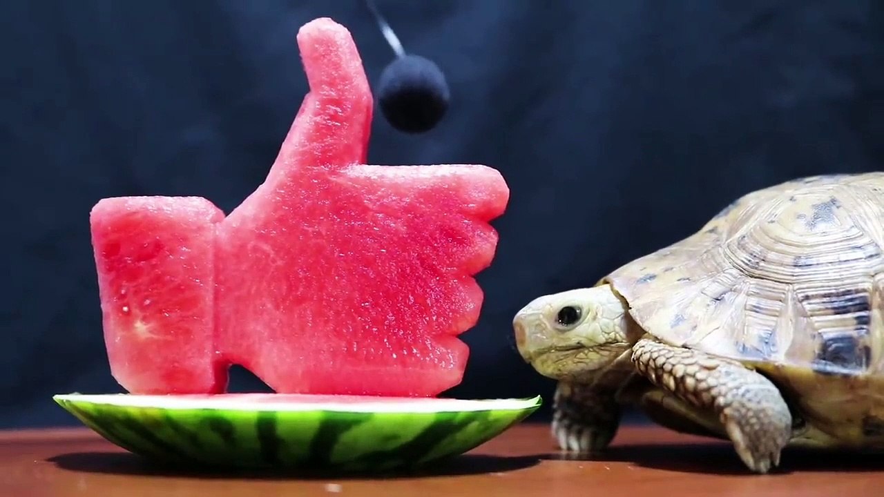 Turtle eating watermelon/Like this turtle - video Dailymotion
