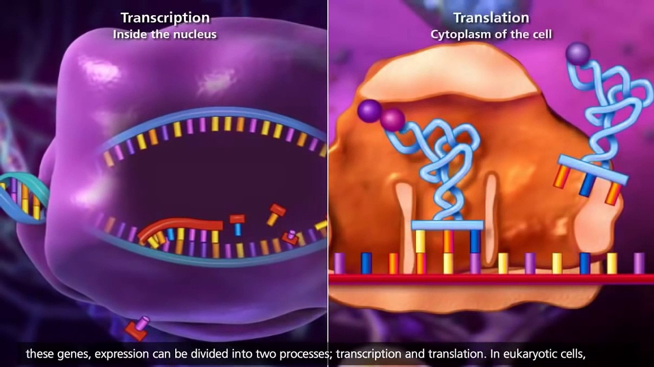 DNA transcription and translation [HD animation] - video Dailymotion