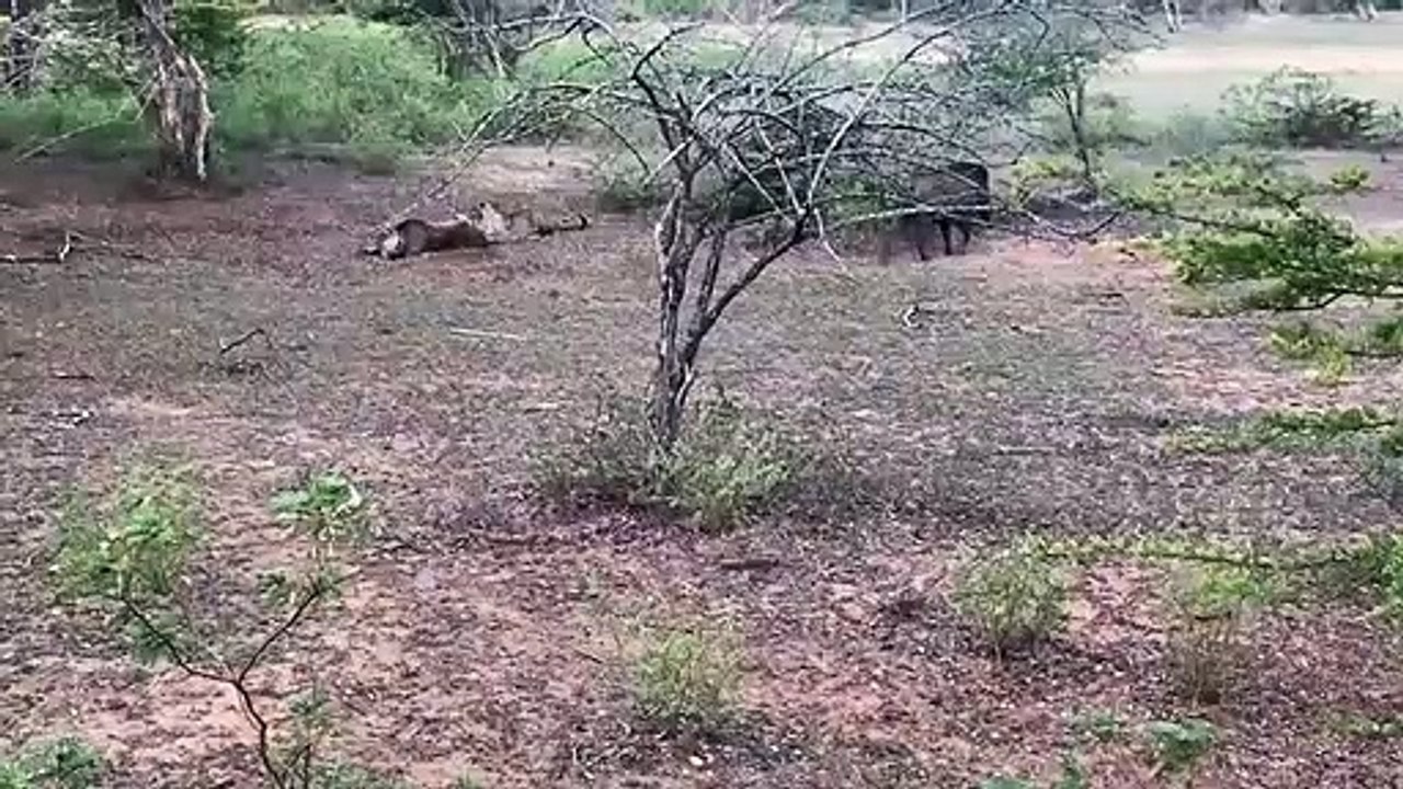 Un crocodile, un phacochère et un léopard autour de la même proie... du ...