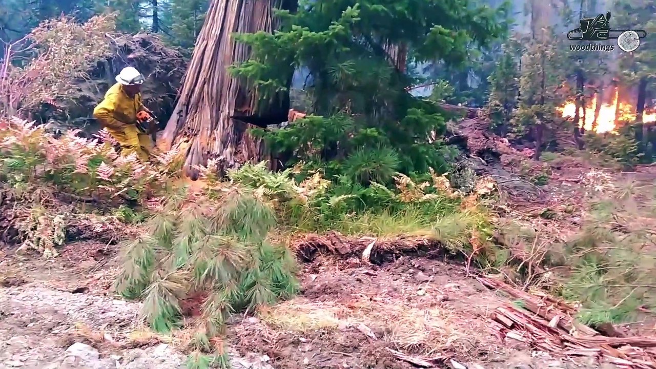 World Dangerous Huge Hazard Tree Felling Techniques with Chainsaw ...