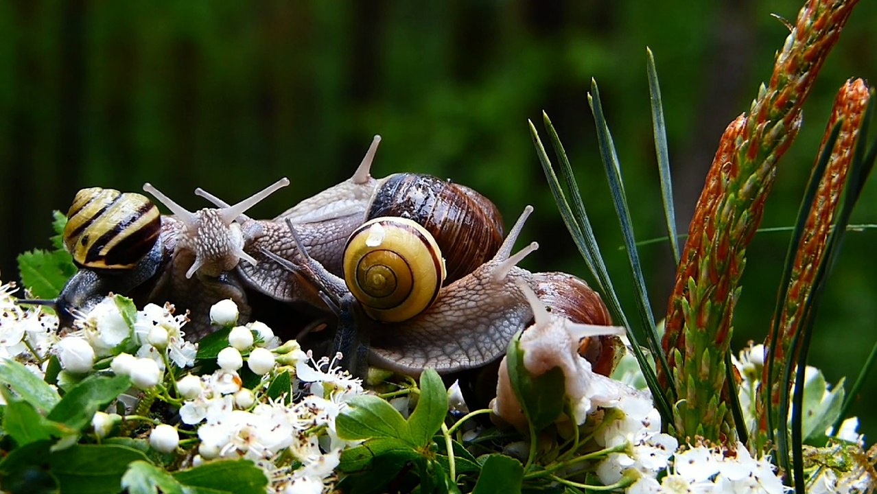 Secret Life of Snail | Snail move | | Garden Sanil | | Snail food ...