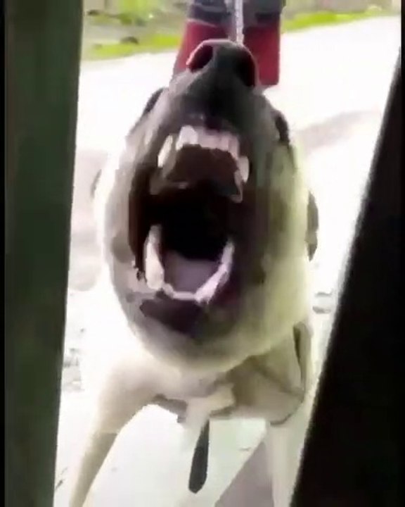 KANGAL KOPEGiNi FULL KIZDIRMA - VERY ANGRY KANGAL DOG - Dailymotion Video