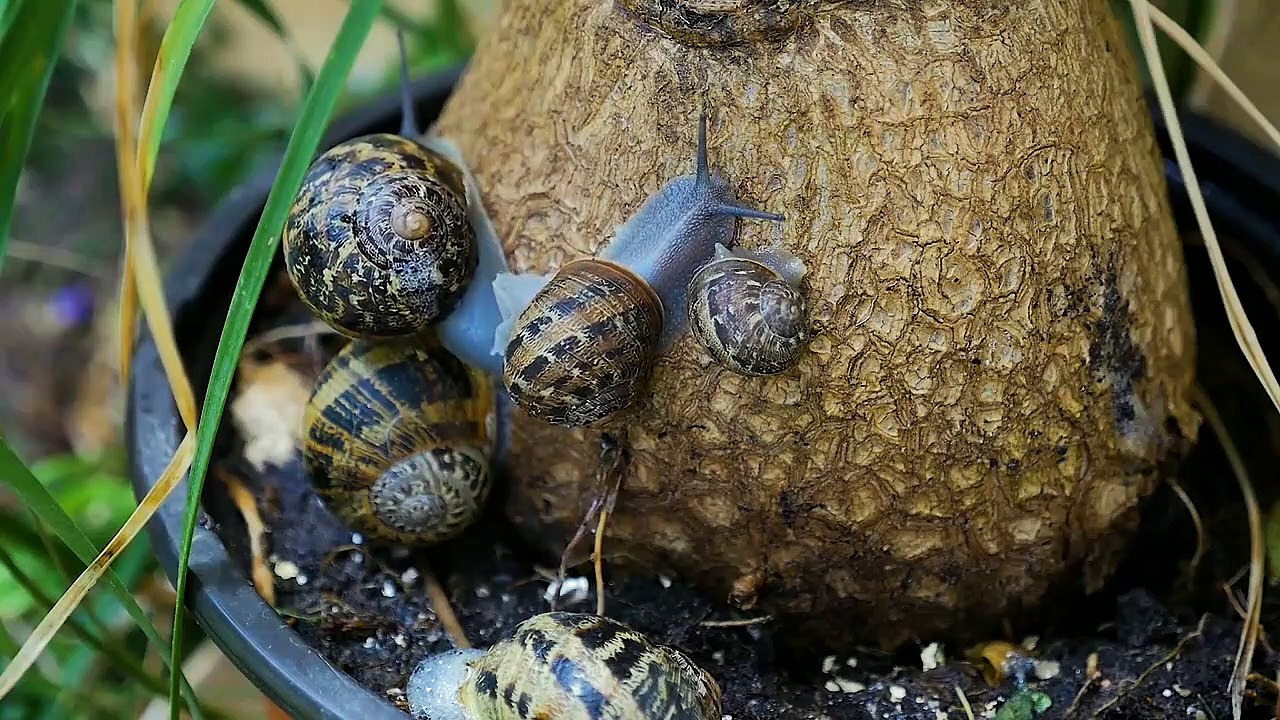 Secret Life of Snail | Snail move | | Garden Sanil | | Snail food ...
