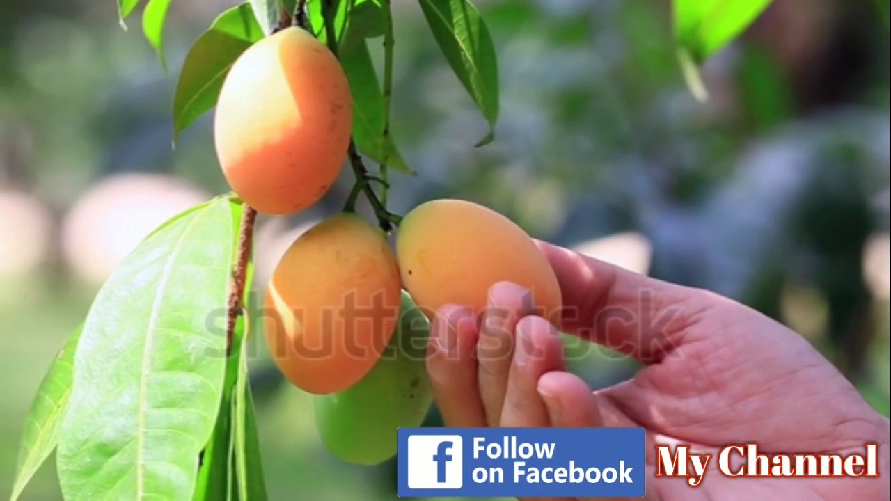 পাকা আমের যত উপকারিতা- Paka Amer upokarita-Paka Amer gunagun-পাকা আমের ...