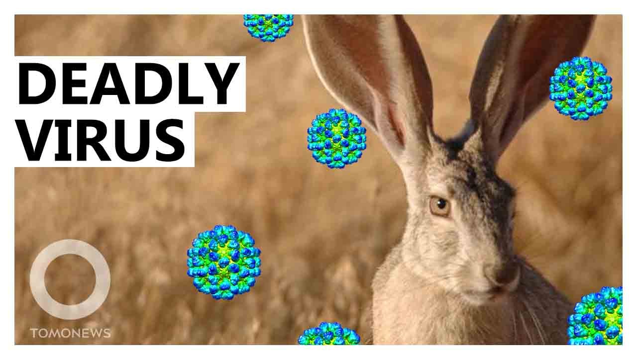 Rabbits threatened by highly contagious and deadly virus - video ...