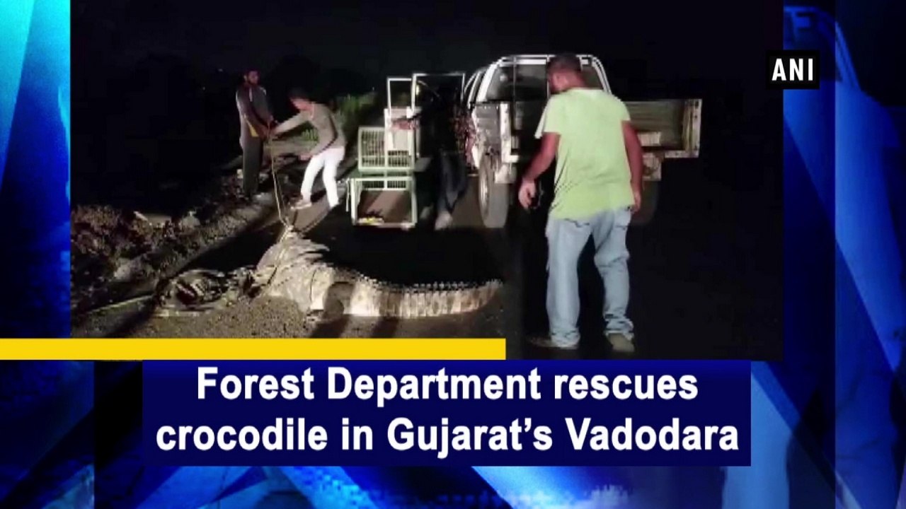 Forest Department rescues crocodile in Gujarat's Vadodara - video ...
