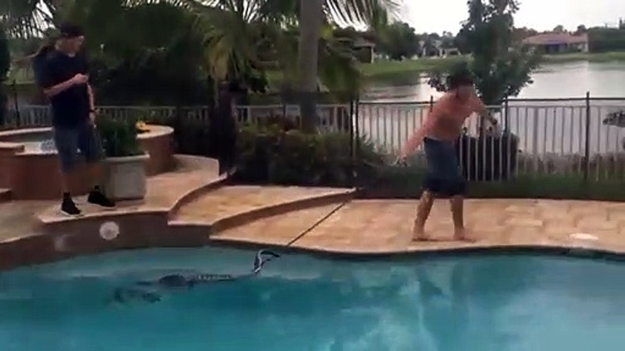 Top 5 Dangerous Alligators Found in Swimming Pools Ever - video Dailymotion