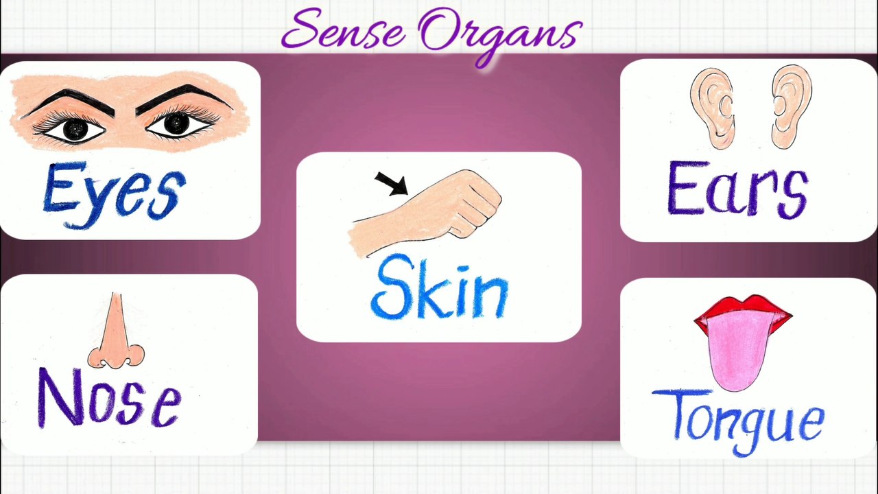 Sense Organs - video Dailymotion
