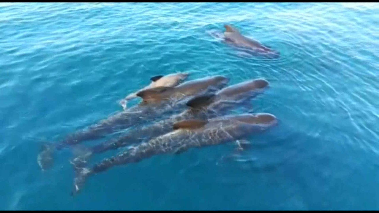 Avistados un centenar de delfines calderón negro en la Costa Brava ...