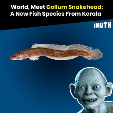 Gollum Fish