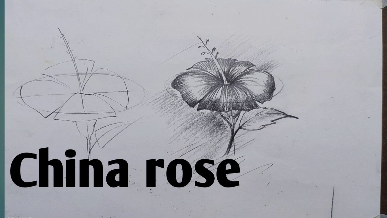 How to draw China rose step by step sketch - video Dailymotion
