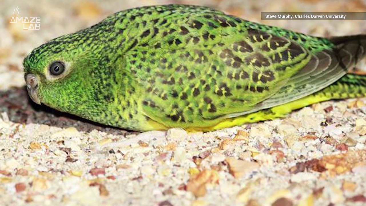 Australia's Rare Night Parrot May Not Actually See Well at Night ...