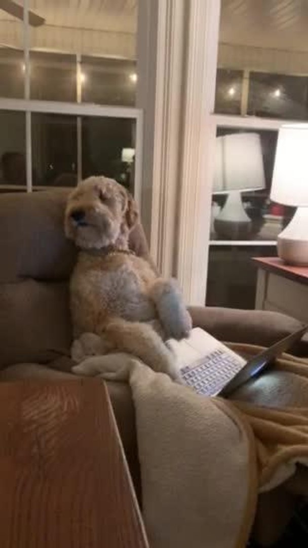Dogs Sitting Like Humans