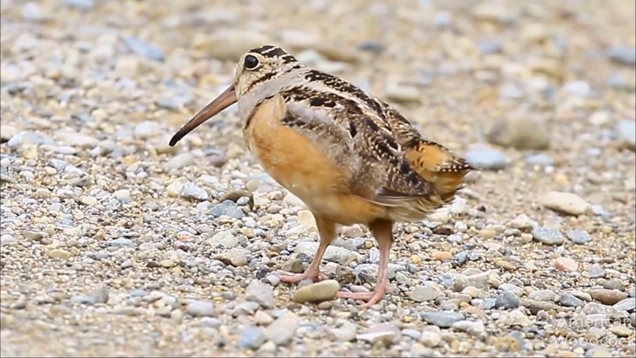 American woodcock shows dancing and walking Dancing bird in the world ...