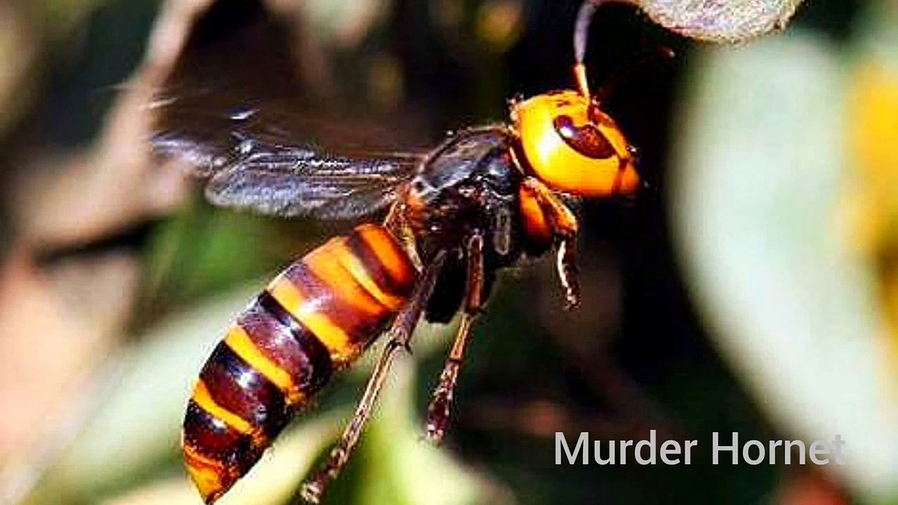 Asian Giant Hornet (Murder Hornet) vs Ants - video Dailymotion