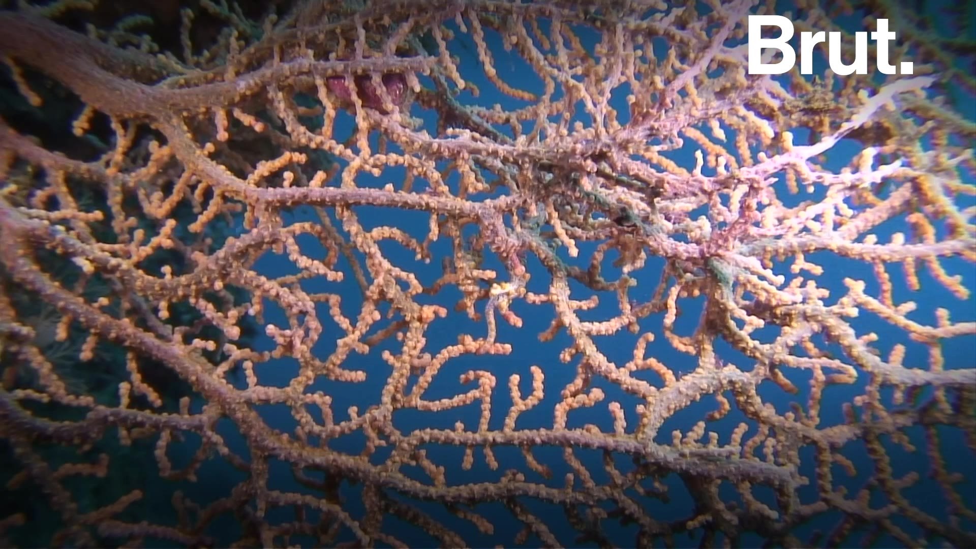 Pygmy Seahorse Camouflage