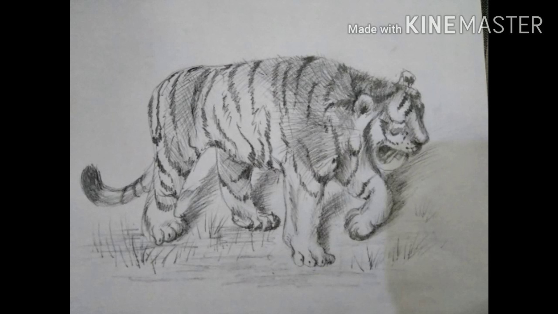 Pencil Sketches Of Tigers