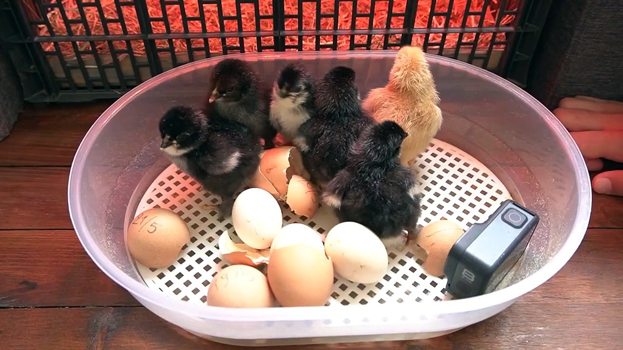 LA NAISSANCE DE NOS POUSSINS ! - Video Dailymotion