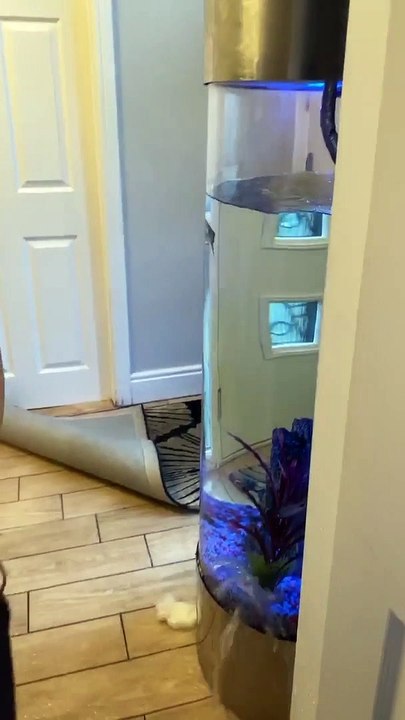 Fish Saved after Tropical Tank Breaks - video Dailymotion