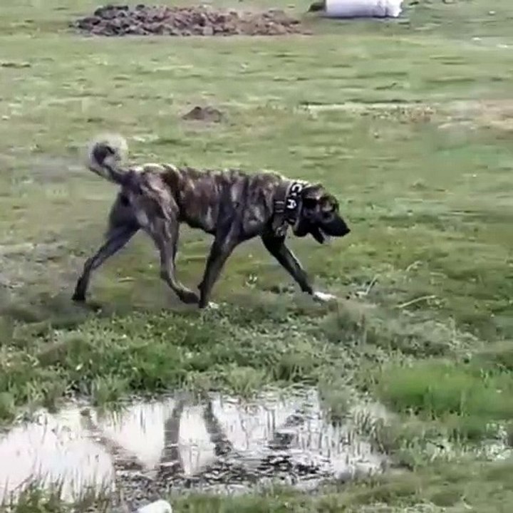 A KALiTE CAPAR ANADOLU COBAN KOPEGi - A QULiTY ANATOLiAN SHEPHERD CAPAR ...