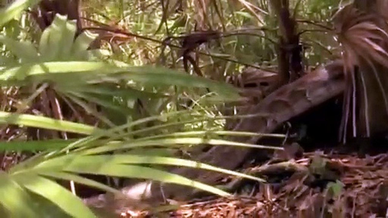 Dog vs Snake, Anti-Poaching ,Dog Attacked By, Python Hunting ,And ...