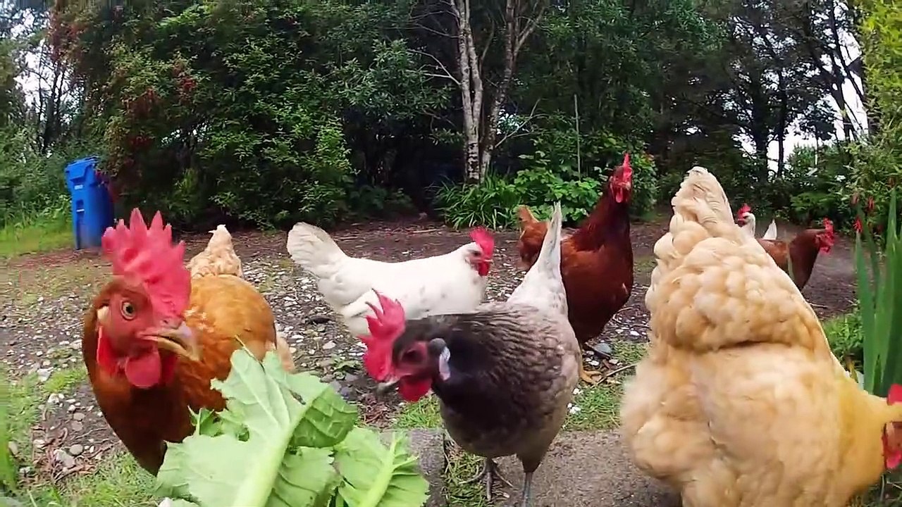 CHICKEN SOUNDS for Kids - Learn Clucking Sound Effects of Chickens and ...