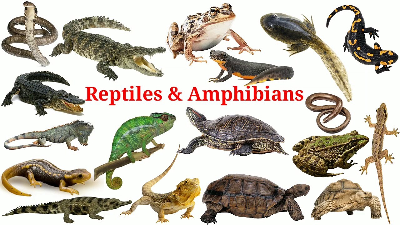 Reptiles & Amphibians __ Reptiles __ Amphibians - video Dailymotion