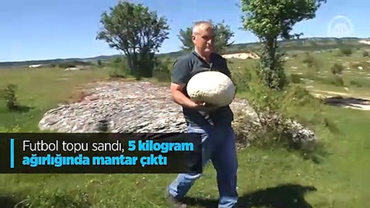 Futbol topu sandı, 5 kilogram ağırlığında mantar çıktı - Dailymotion Video