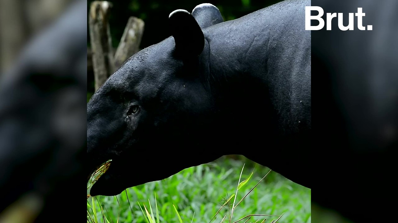 The largest tapir in the world - video Dailymotion