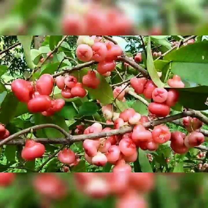 জামরুল খাওয়ার উপকারিতা | Health Benefits of Jamrul | Water Apple ...