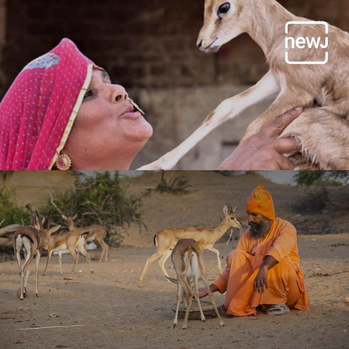 Bishnoi Tribe - The Environment Conversation Tribe Of Rajasthan - video ...