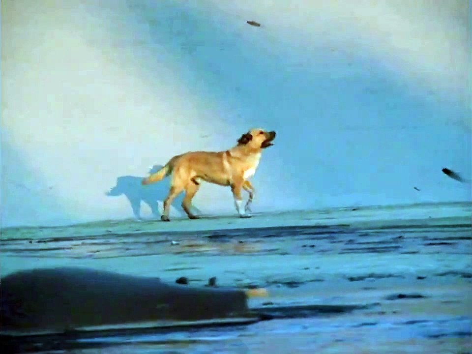 The Blue Knight (1973 TV Movie) Opening Scene - 1080p HD - Vídeo ...