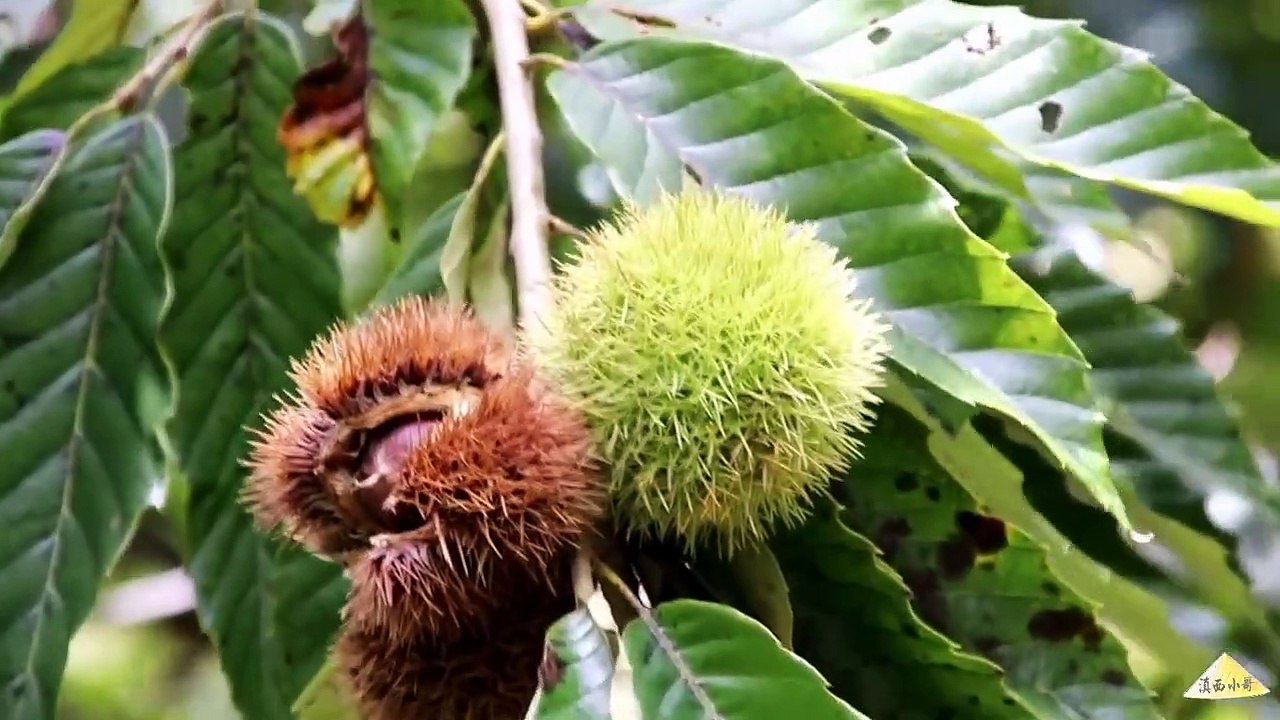 The Chinese chestnuts are ripe , cook a dish—braised chicken with ...