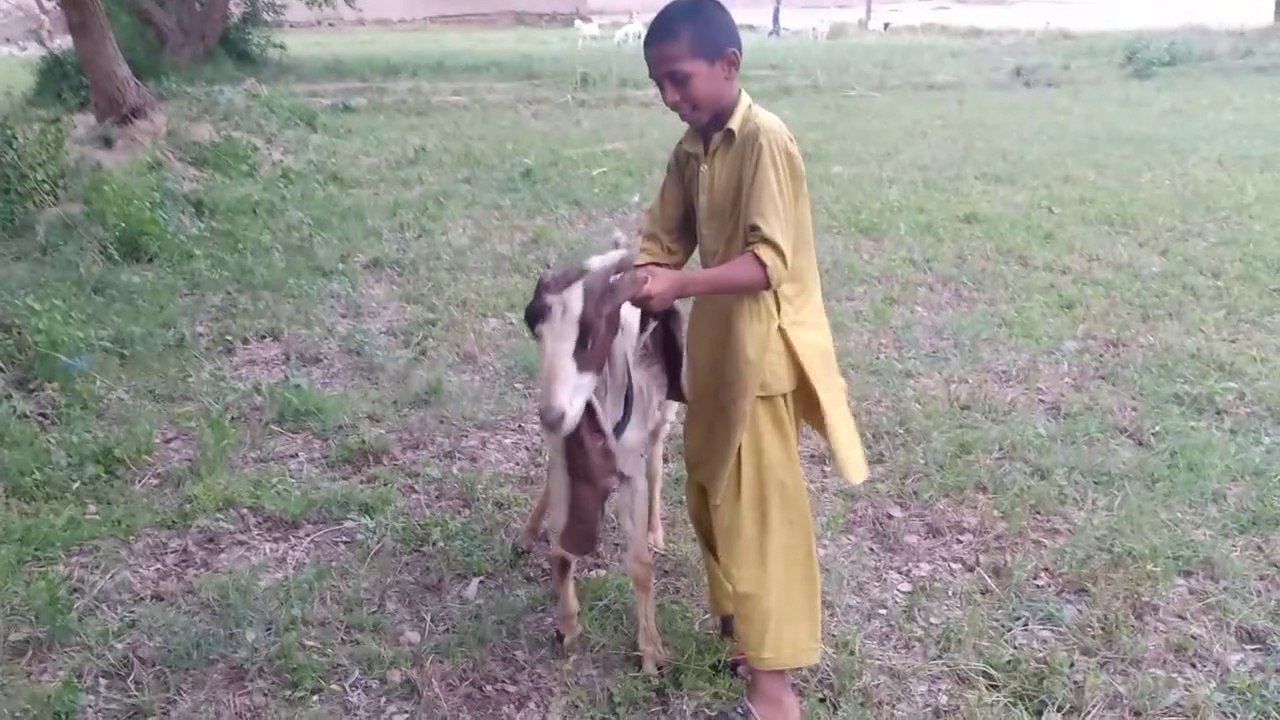 Animals Farm - video Dailymotion