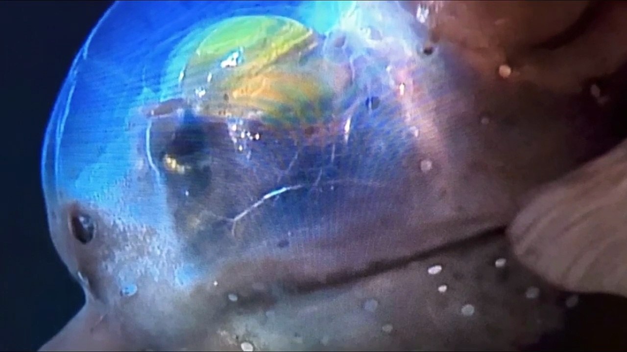 Looking into the Abyss_ 6 of the Most Alien-Looking Animals in the ...