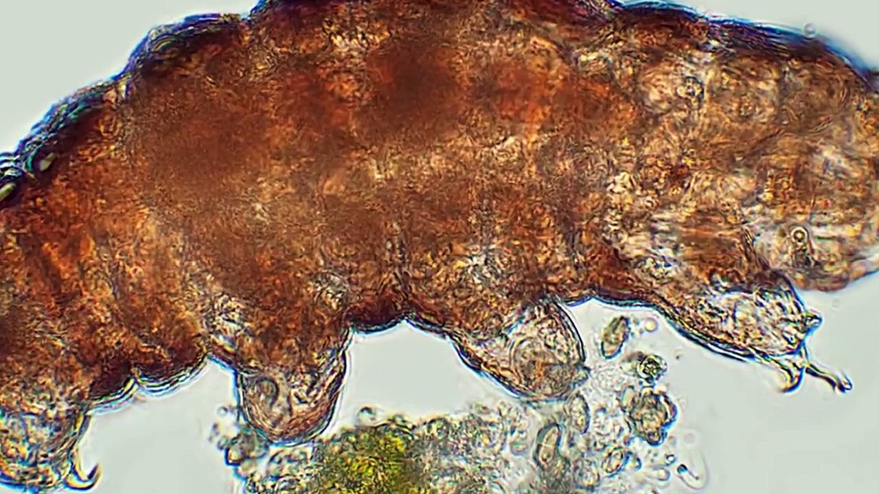 We Finally Know How Tardigrades Survive Deadly Radiation - video ...